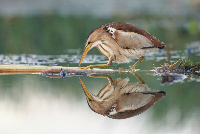 Little Bittern Standing in Shallow Water, Its Reflection Mirrored in ...