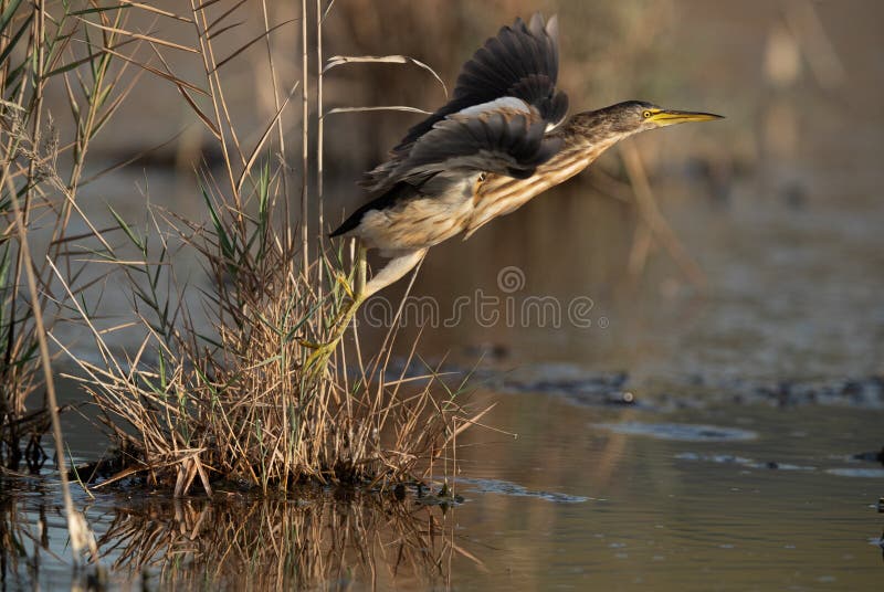 Little Bittern Takeoff at Asker Marsh, Bahrain Stock Image - Image of ...