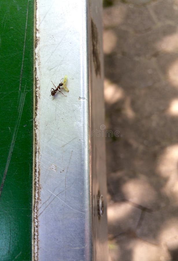Little Black Ant Feeding on a Yellow Worm Stock Photo - Image of summer ...