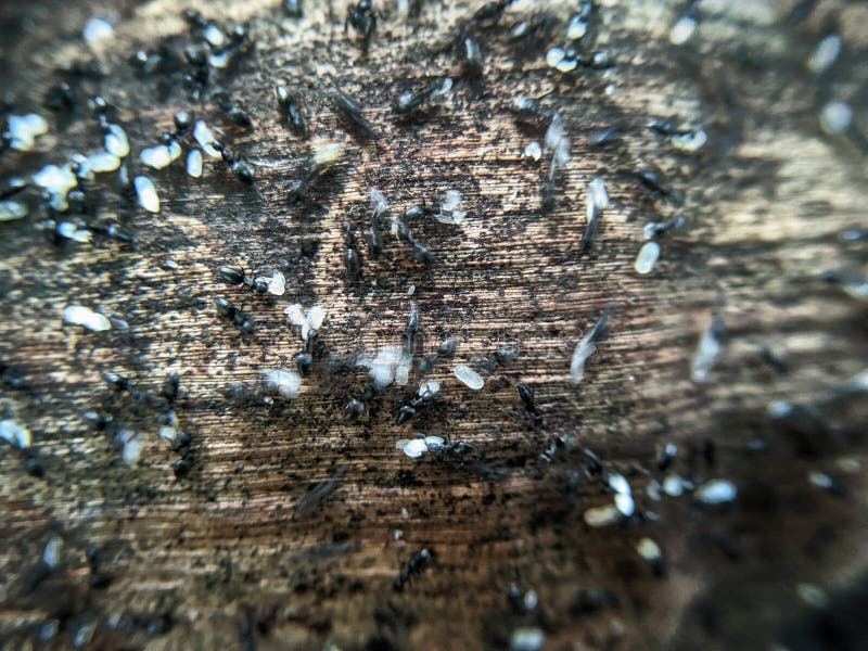 Little Black Ants that Carry Their Eggs Stock Image - Image of black ...