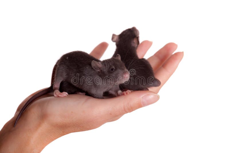 Little black baby rat stock image. Image of macro, hand - 219227073