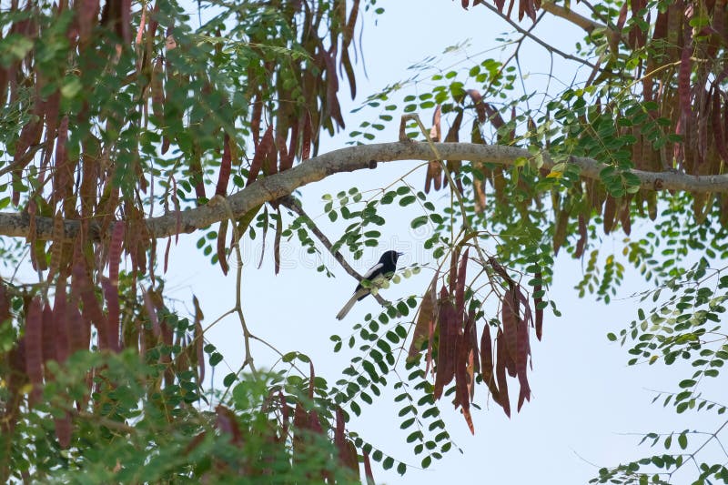 Little Black Bird on a Tall Tree. Stock Photo - Image of blossom ...