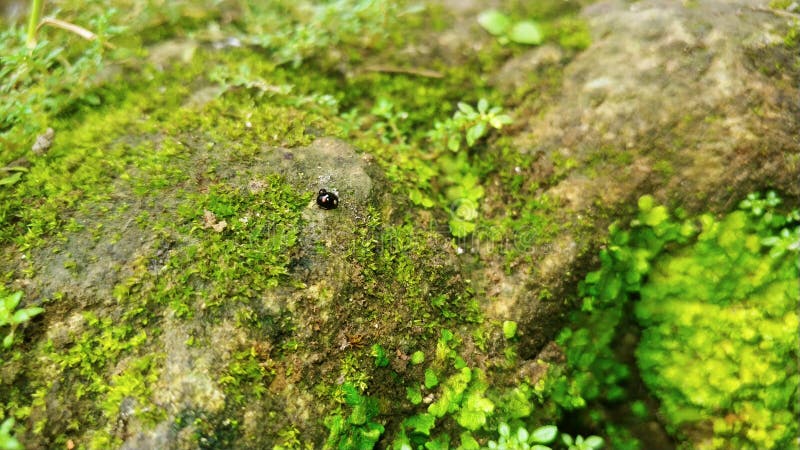Little Black Bug at Moosy Rock Stock Photo - Image of little, wildlife ...