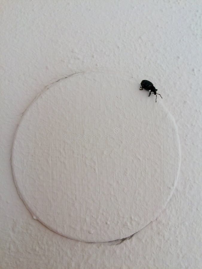 Little black bug on the stock photo. Image of little - 71380692