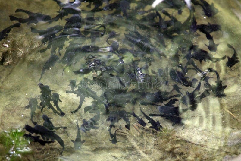 The little black catfish stock photo. Image of small - 120122568