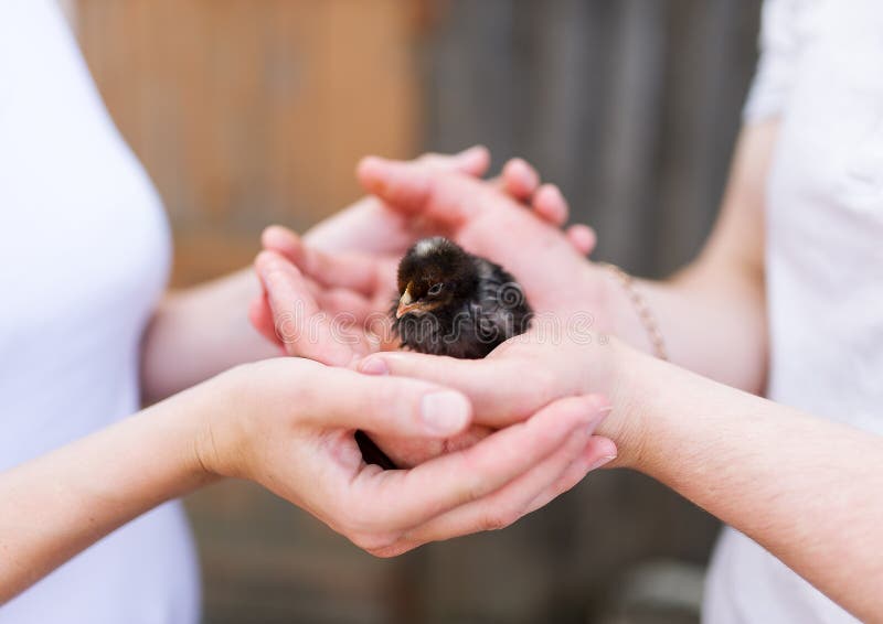 Little Black Chicken in Human Hands. Stock Image - Image of fluffy ...