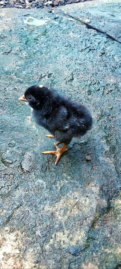 Little Black Chik Looking for Its Mother Stock Image - Image of looking ...