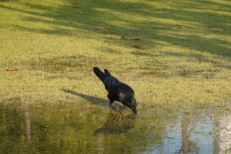 186 Bird Craw Stock Photos - Free & Royalty-Free Stock Photos from ...