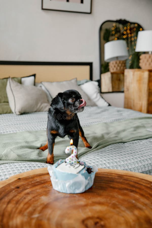 Little Black Dog with Birthday Cake Licking Stock Image - Image of ...