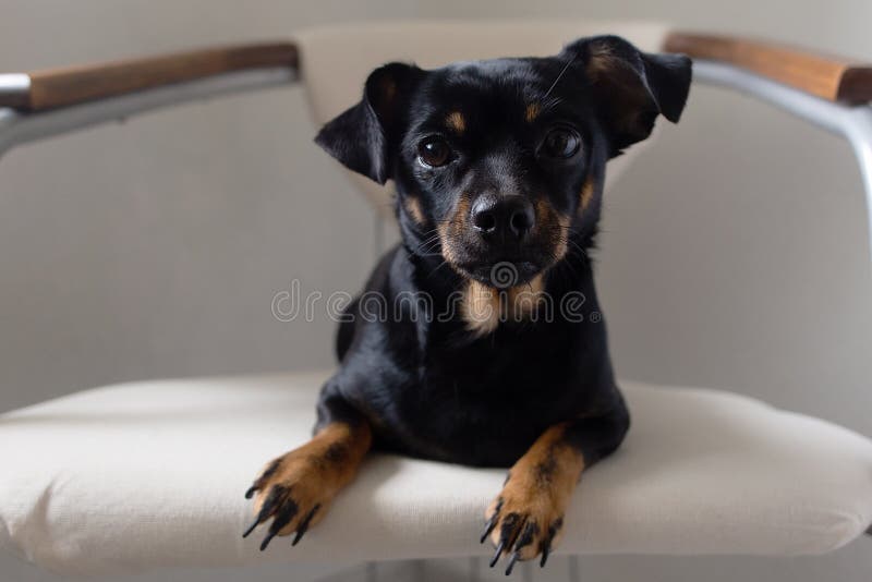 Little Black Dog on a Chair Stock Image - Image of happy, long: 183889553