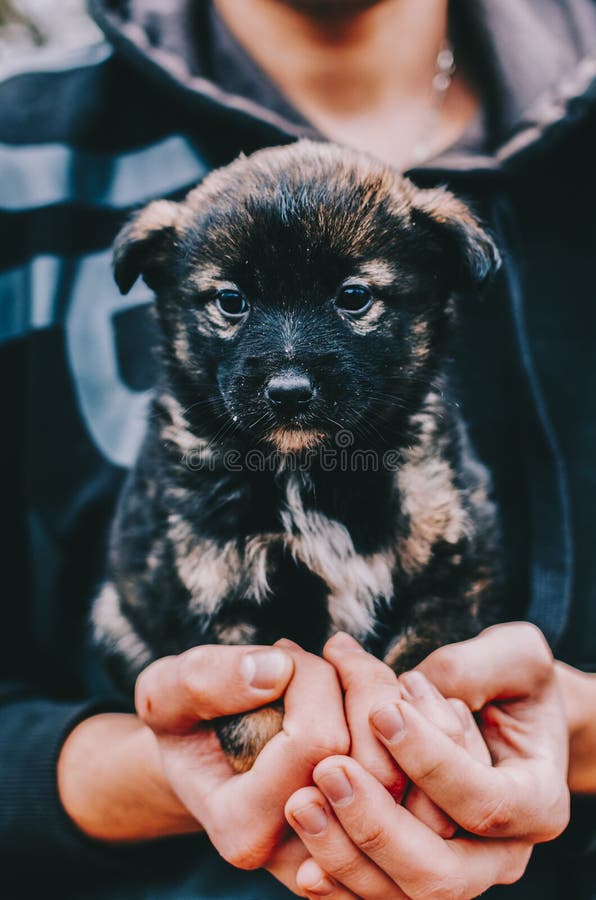 Dog in hands stock photo. Image of caucasian, baby, love - 116852172