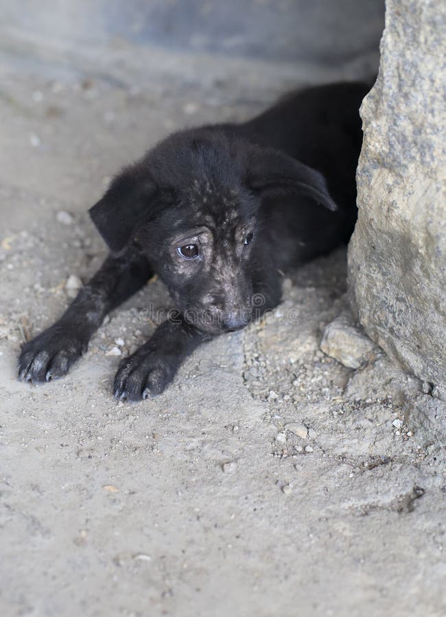 Little black dog stock photo. Image of puppy, loyalty - 50324984