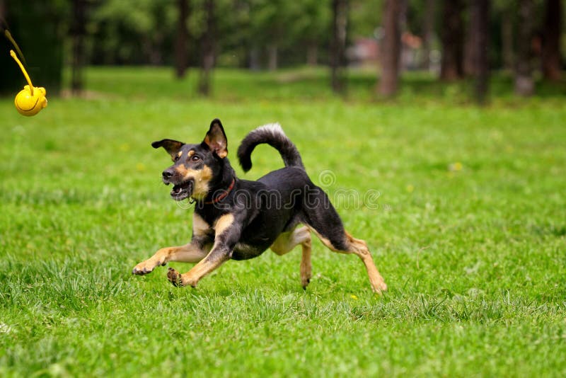 Little Black Dog Runs after a Toy on the Grass Stock Image - Image of ...