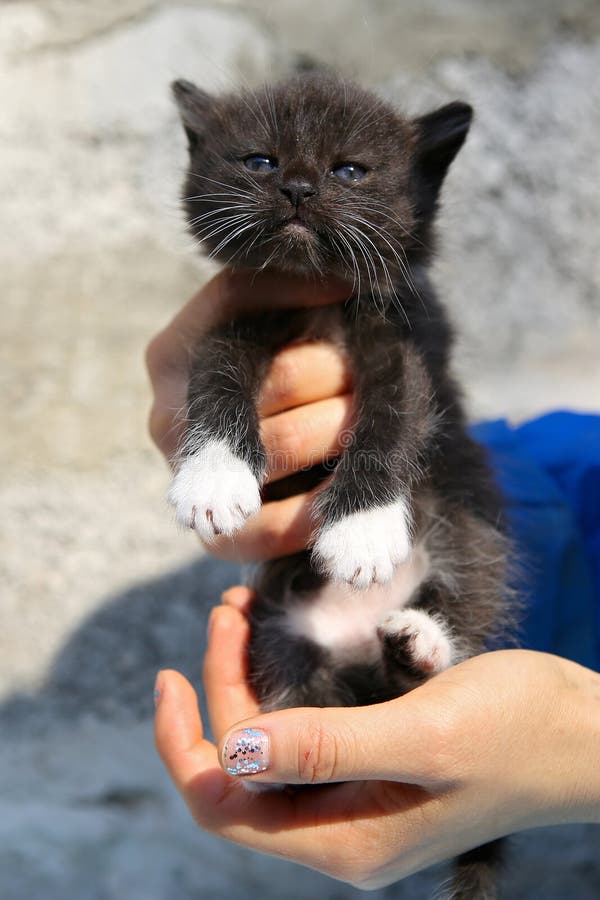 Little Black Homeless Kitten in the Hands Stock Photo - Image of stray ...