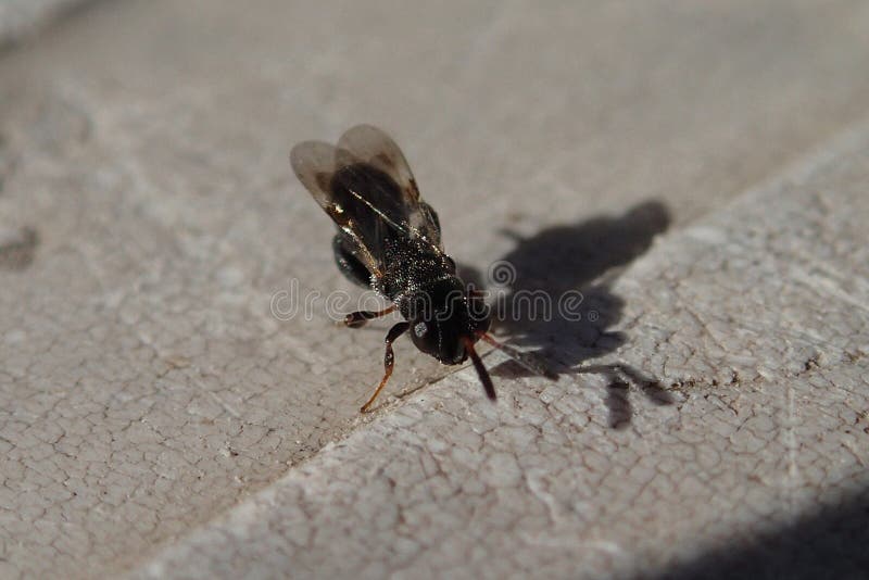 Little black insect stock image. Image of little, wildlife - 102875455