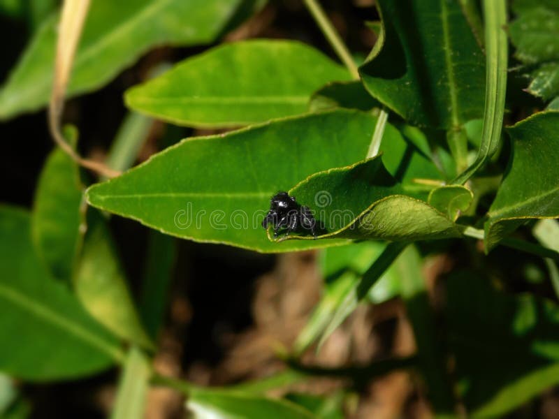 Little Black Jumping Spider Stock Photo - Image of arachnid, insect ...