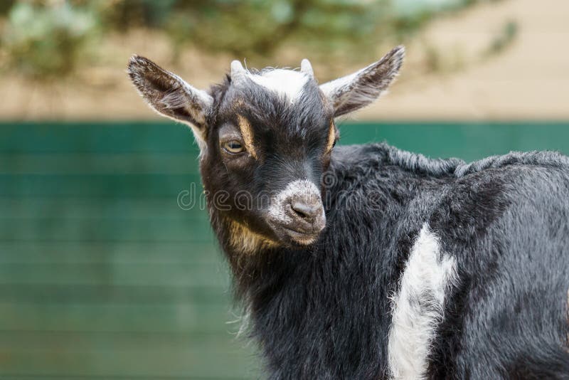 Little Black Kid Goat Closeup Head in a Farm. Stock Photo - Image of ...