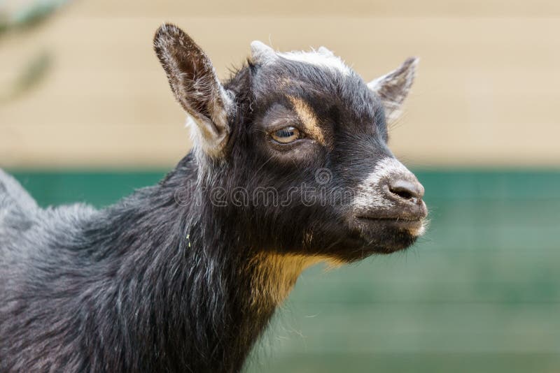 Little Black Kid Goat Closeup Head in a Farm. Stock Image - Image of ...