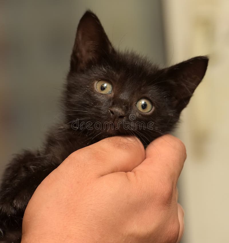 Little black kitten stock image. Image of domestic, black - 123214125