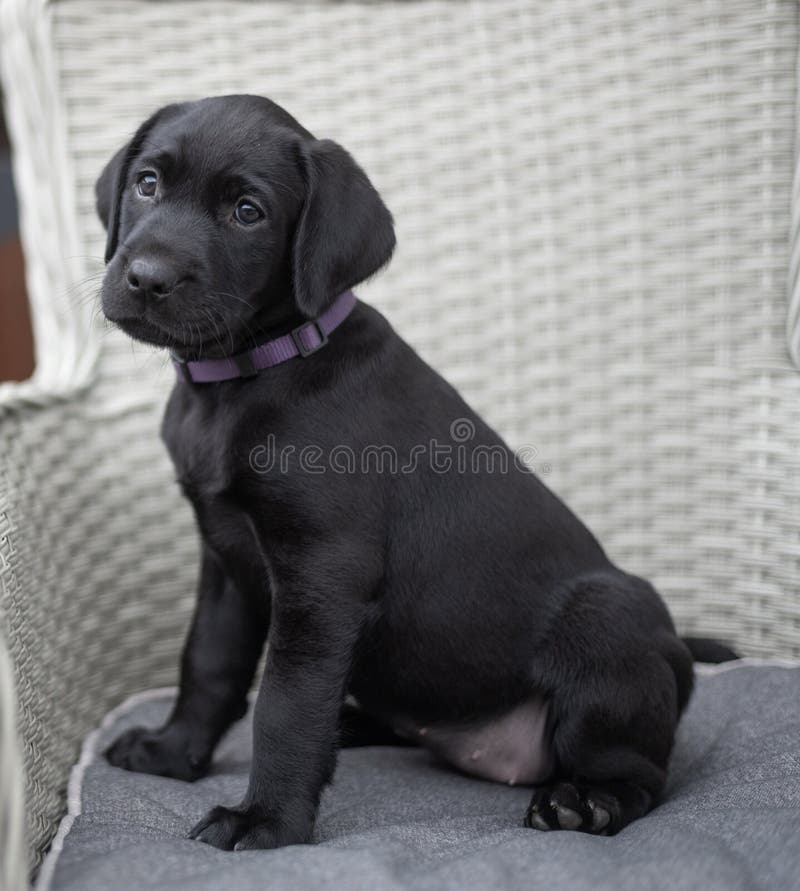 Little Black Labrador Puppy Dog Stock Image - Image of labrador, puppy ...