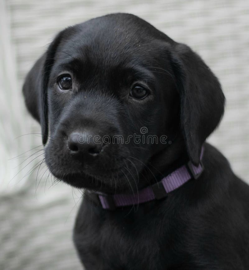 Little Black Labrador Puppy Dog Stock Photo - Image of labrador, labr ...