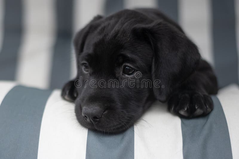 Little Black Labrador Puppy Dog Stock Image - Image of black, little ...