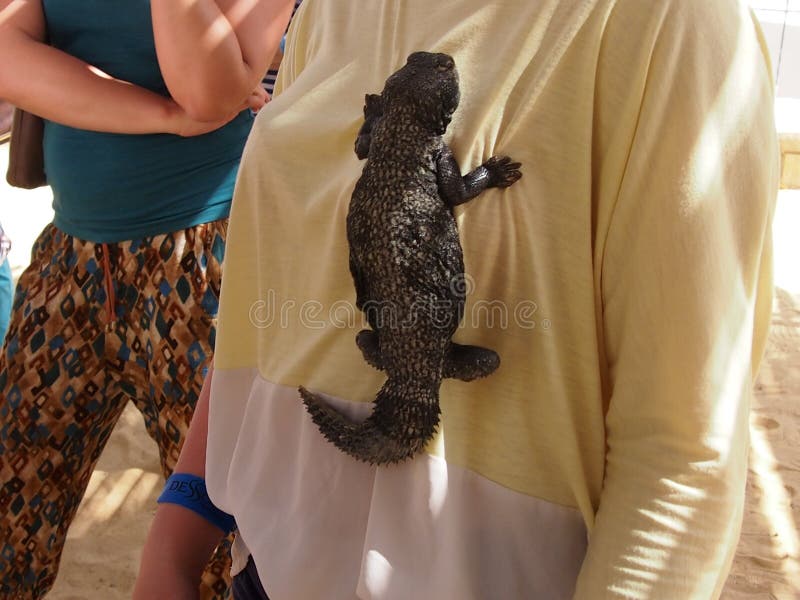 The little black lizard stock photo. Image of southern - 73507442