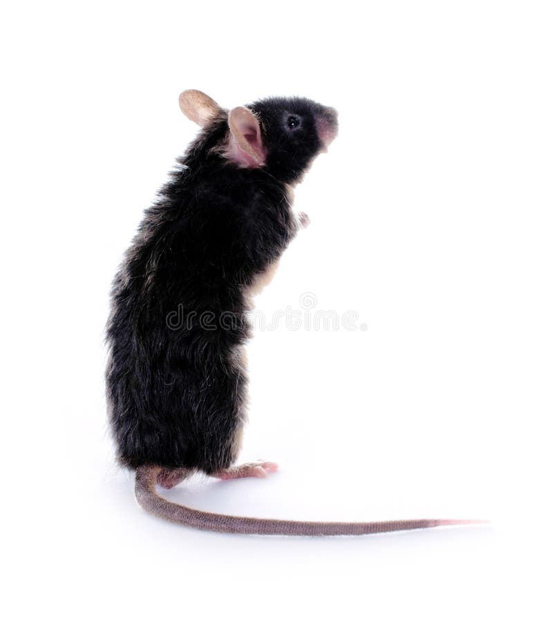 Mouse Standing Upright Isolated Stock Photos - Free & Royalty-Free ...