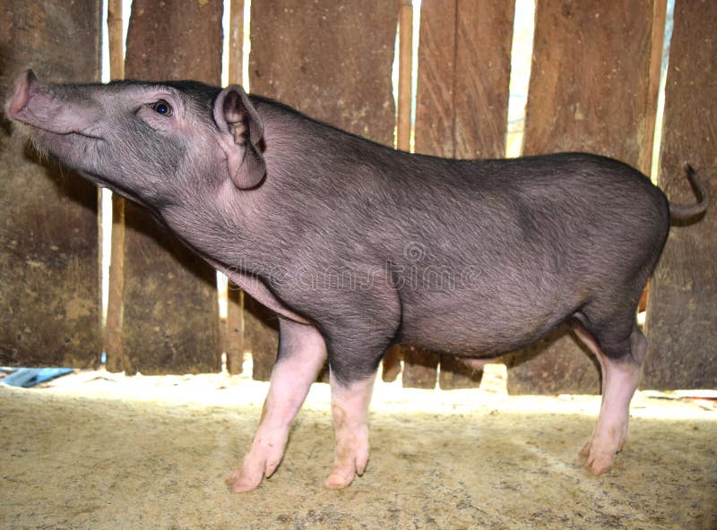 477 Pig Head Side View Stock Photos - Free & Royalty-Free Stock Photos ...