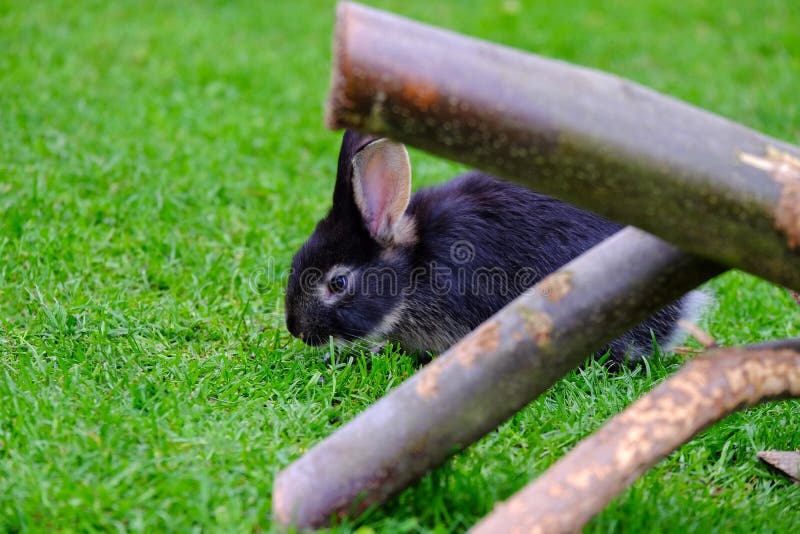 Little Black Rabbit in Green Grass Stock Photo - Image of grass ...