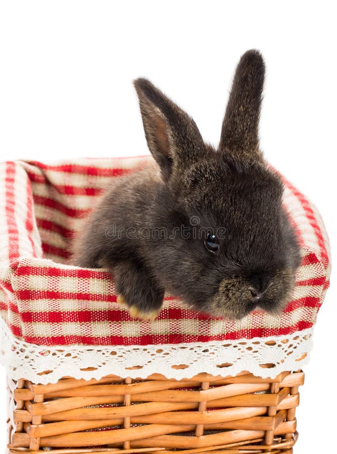 Little Black Rabbit Sitting in Basket Stock Photo - Image of bunny ...