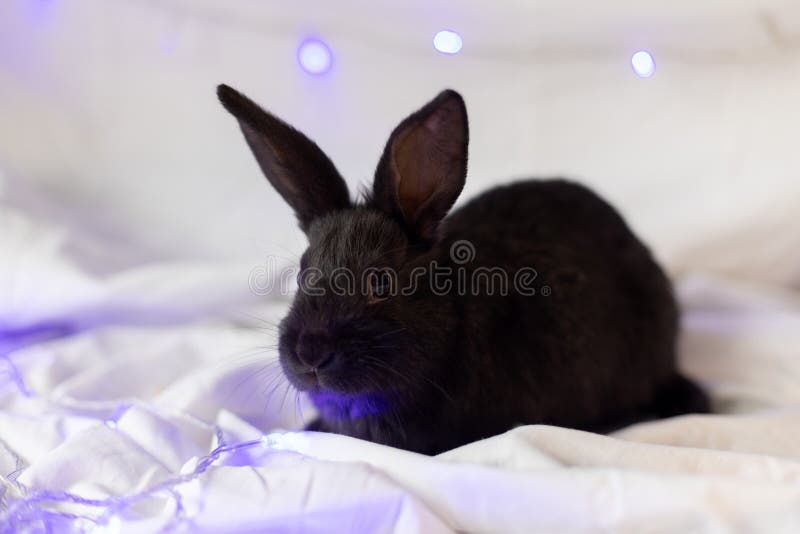 Little Black Rabbit with a Cat on a White Background with Blue ...
