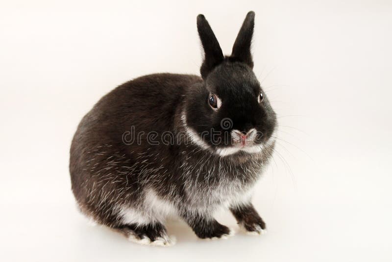 Little Black Rabbit on White Background. Netherland Dwarf Rabbit Stock ...