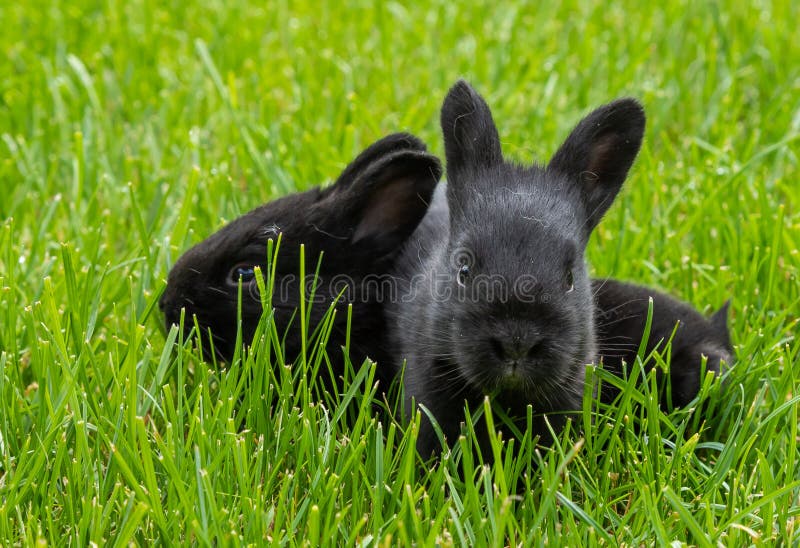 Little Black Rabbits in the Green Grass Stock Photo - Image of rabbit ...