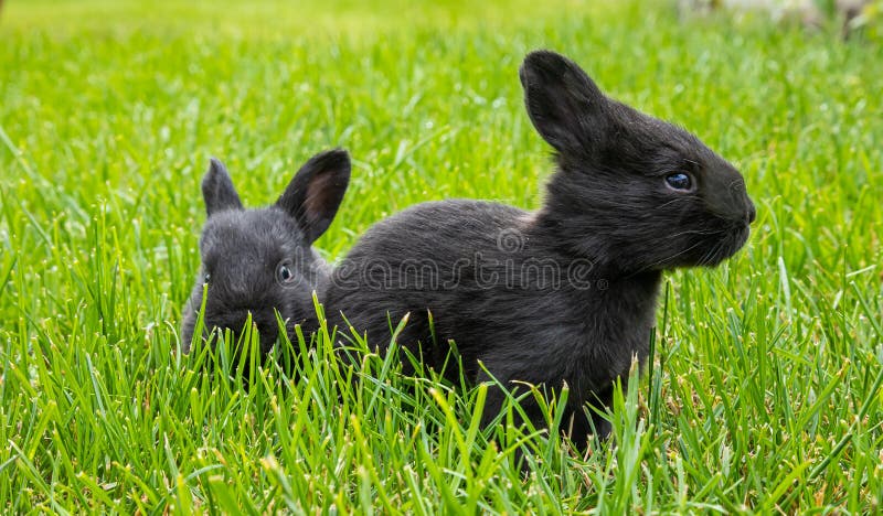 Little Black Rabbits in the Green Grass Stock Image - Image of meadow ...