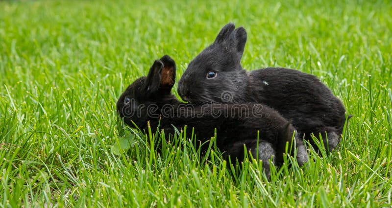 Little Black Rabbits in the Grass Stock Image - Image of nature, animal ...