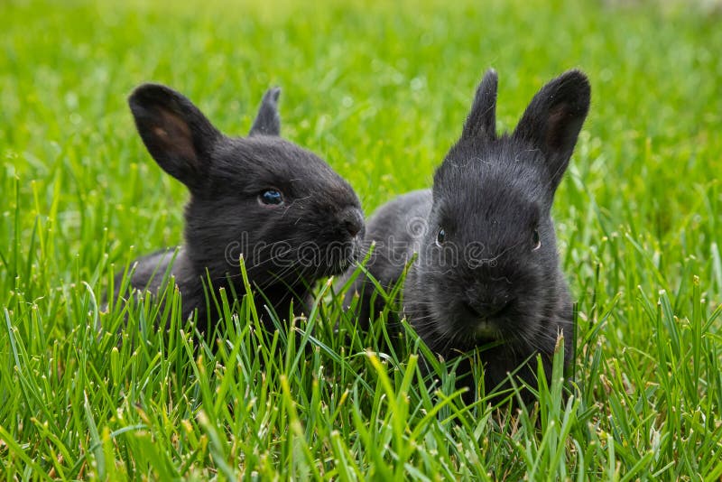 Little Black Rabbits in the Green Grass Stock Image - Image of outdoor ...