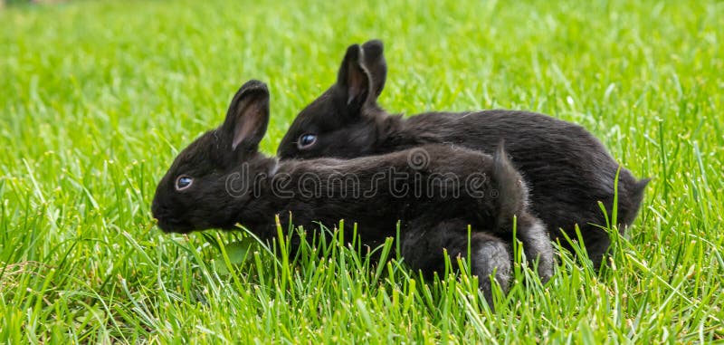 Little Black Rabbits in the Green Grass Stock Image - Image of grass ...
