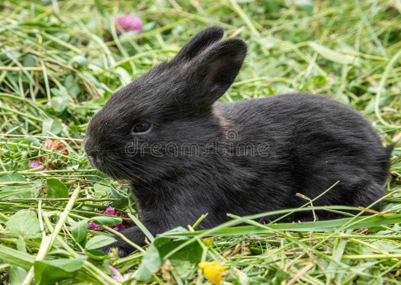 Little Black Rabbits in the Green Grass Stock Photo - Image of eating ...