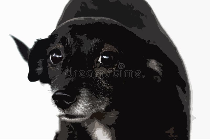 Little Black Scared Dog, Close Up Portrait Stock Photo - Image of ...