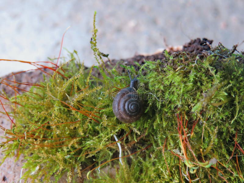 Little Black Snail on the Moss Stock Photo - Image of crawls, green ...