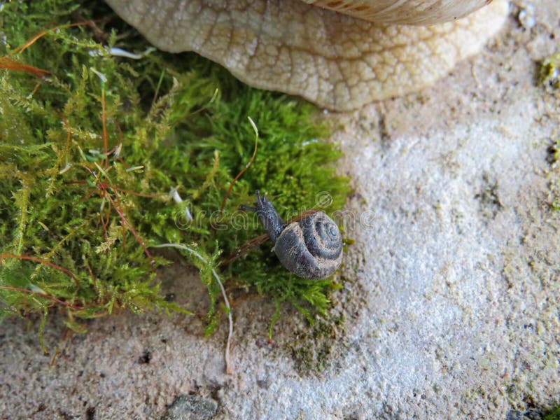 Little Black Snail on Mossy Stone Stock Photo - Image of green, life ...