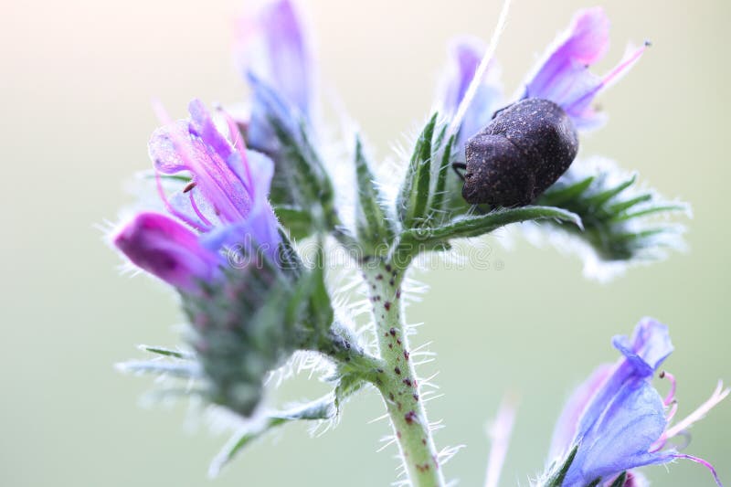 Shield Bug Psacasta Exanthematica Sitting on a Blue Flower Stock Photo ...