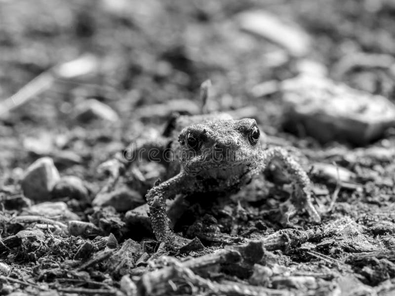 Little Black and White Baby Toad Stock Image - Image of environment ...