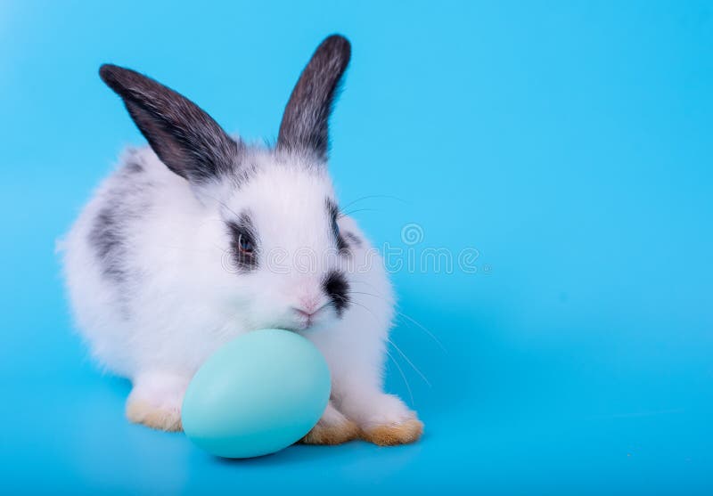 Little Black and White Bunny Rabbit with Blue Easter Egg on Blue ...