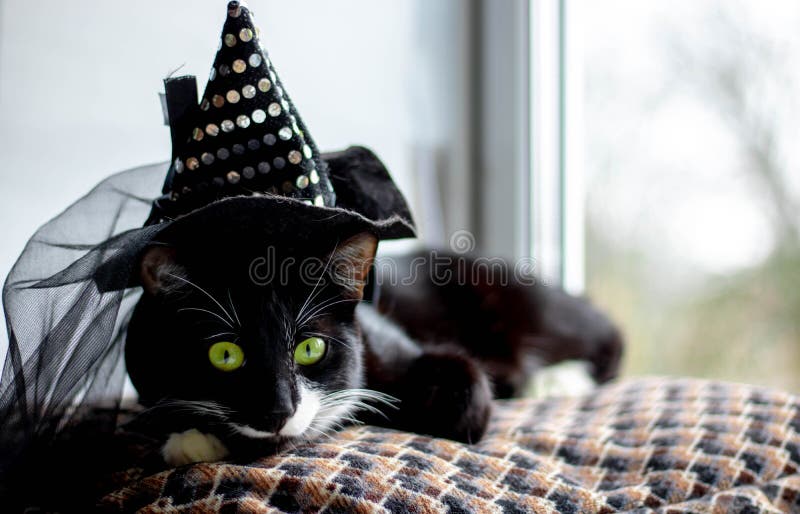 Little Black and White Kitten is Hiding Under a Hat on a White ...