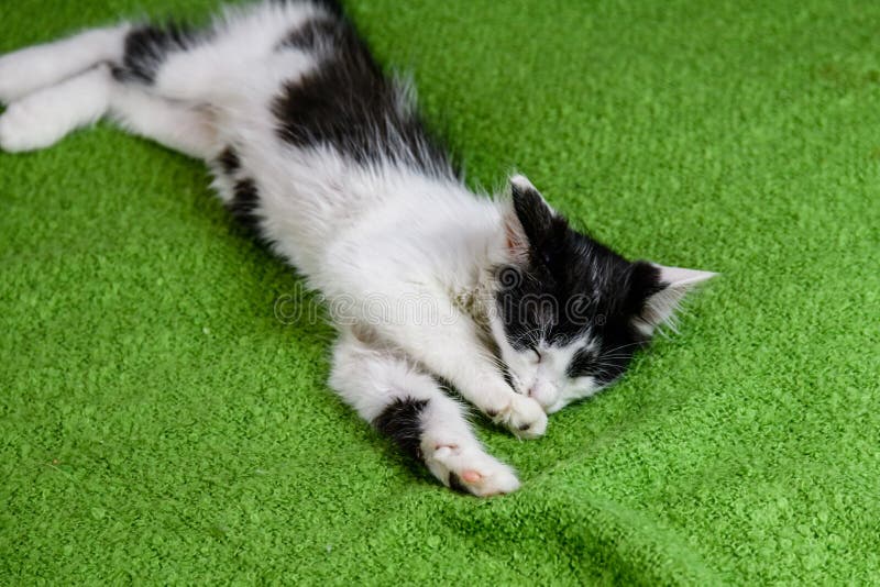 Little Black and White Kitten Lying on a Bed Stock Image - Image of ...