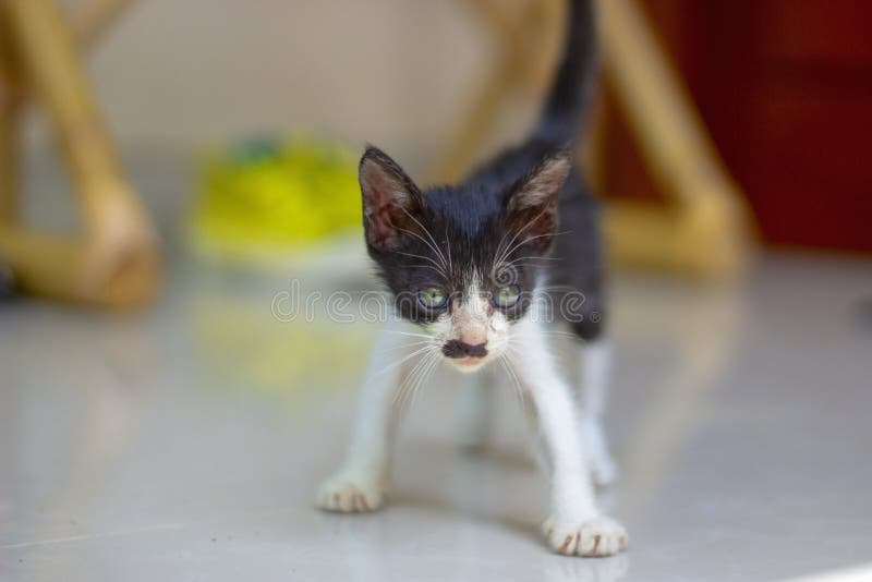 Hitler Eye Hair Color Stock Photos - Free & Royalty-Free Stock Photos ...