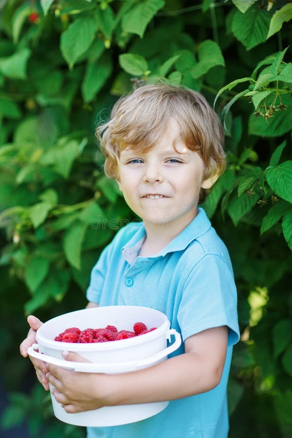 Little Blond Boy Having Fun with Picking Berries on Raspberry Fa Stock ...