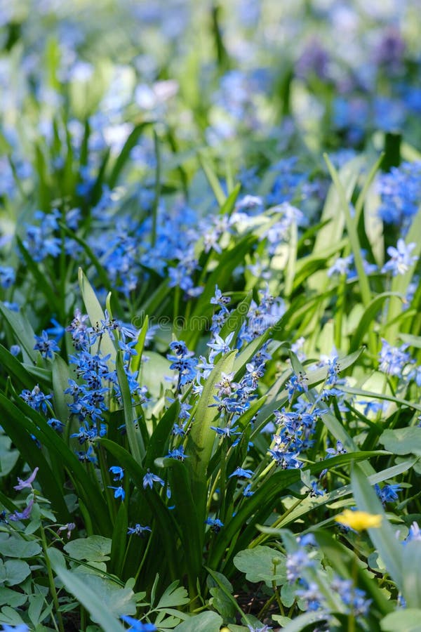 Little Blooming Blue Flowers Stock Image - Image of bloom, plant: 147934433